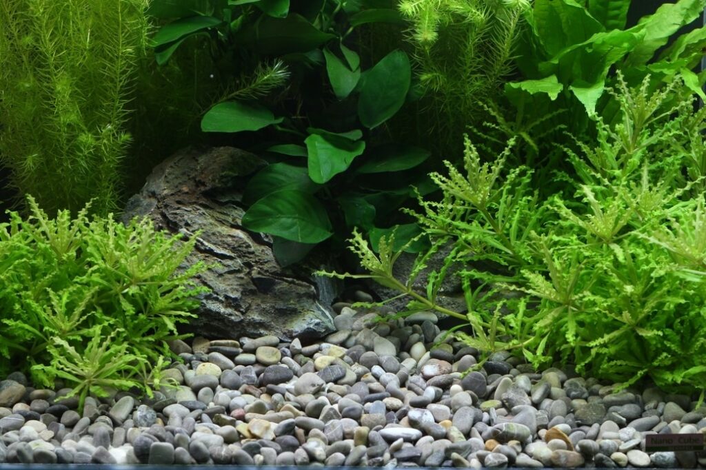 Vodič za početnike u akvaristici | Batajnica