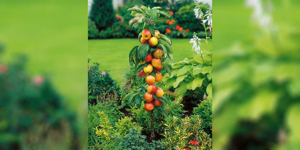 Stubaste jabuke donose ukusne plodove i ukrašavaju vrtove