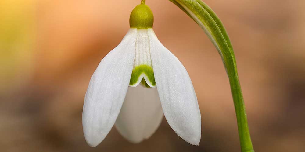 Danas počinje proleće | Batajnica