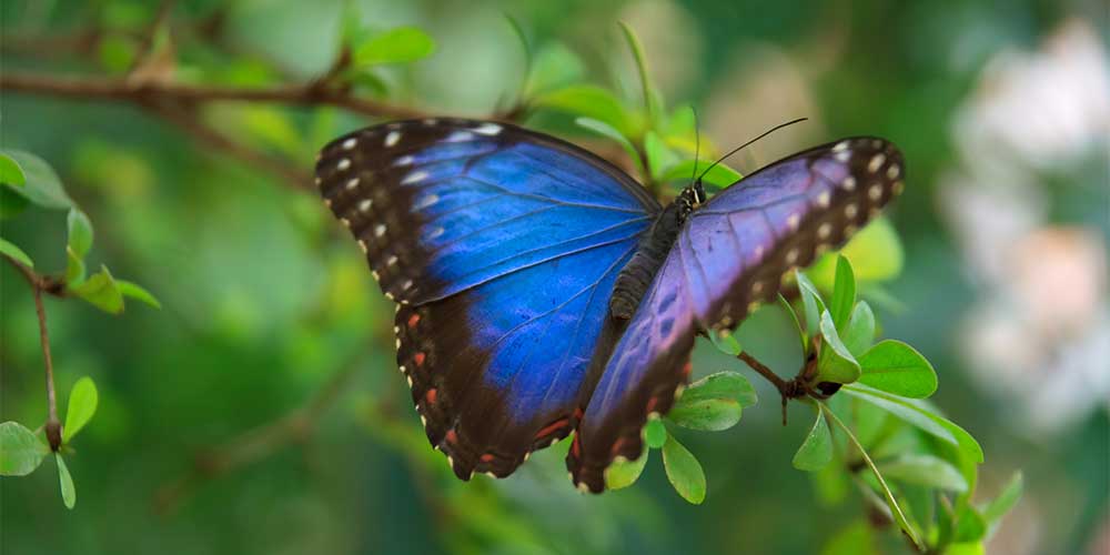28. maj: Svetski dan leptira | Batajnica